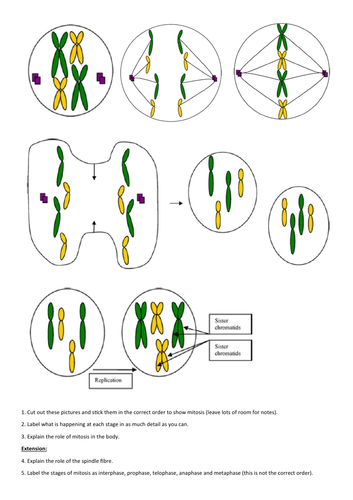 AQA GCSE Biology (9-1) B2.1 Cell division - FULL LESSON | Teaching ...