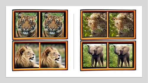 Animal Photo Dominoes | Teaching Resources