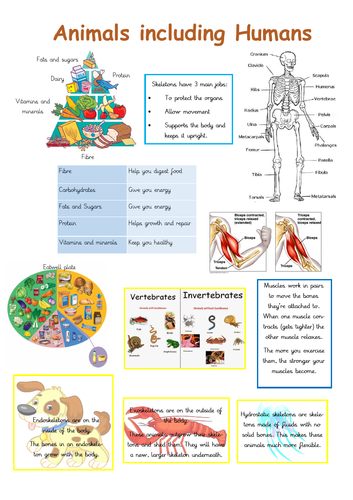 Year 3 Science: Animals including Humans display poster/ knowledge ...