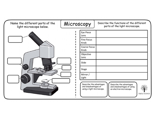 Microscopy - GCSE Biology Worksheets | Teaching Resources