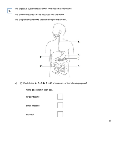 AQA GCSE Biology (9-1) B3.2 The human digestive system FULL LESSON ...