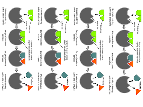 AQA GCSE Biology (9-1) B3.4 Catalysts and enzymes FULL LESSON ...