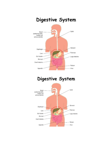 AQA GCSE Biology (9-1) B3.6 How the digestive system works & Required ...