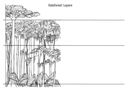 Rainforest Layers Worksheet (Amazon) | Teaching Resources