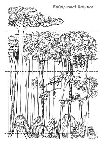 Rainforest Layers Worksheet (Amazon) | Teaching Resources