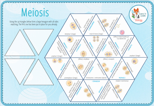 Meiosis - Digital Tarsia (KS4/5) | Teaching Resources