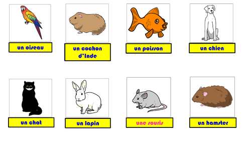 Key Stage 3 French: Pets and animals | Teaching Resources
