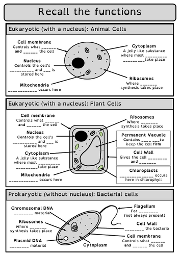 AQA Cells revision | Teaching Resources