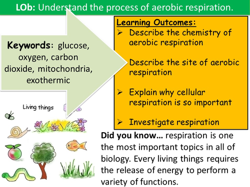 Aerobic Respiration | Teaching Resources