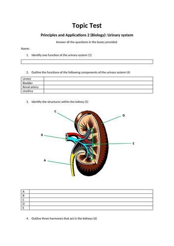 Topic test: urinary system | Teaching Resources