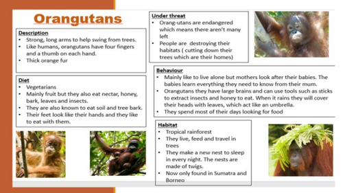 Orangutans Reading comprehension: Outstanding lesson | Teaching Resources