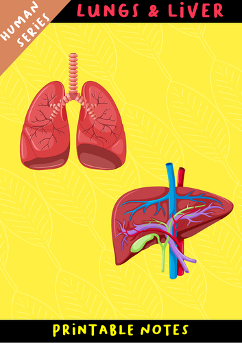 Human Body Series: Lung & Liver Worksheet | Teaching Resources