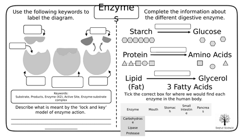 Enzymes and Factors - GCSE Biology Worksheets | Teaching Resources