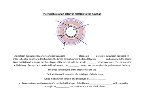 Structure & function of blood vessels (WJEC A-level Biology) | Teaching ...