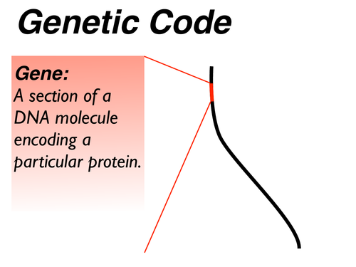 Genetic_Code_Transcription | Teaching Resources