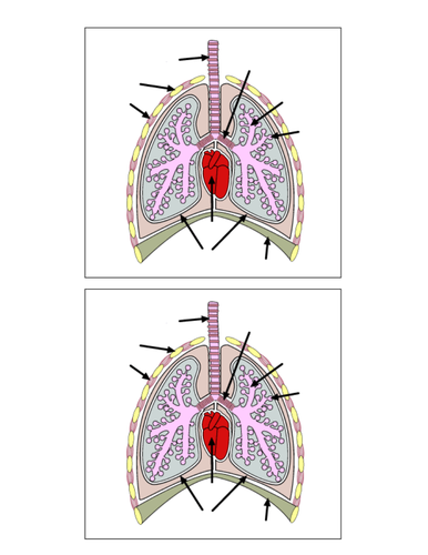 AQA GCSE Respiratory system and gas exchange | Teaching Resources