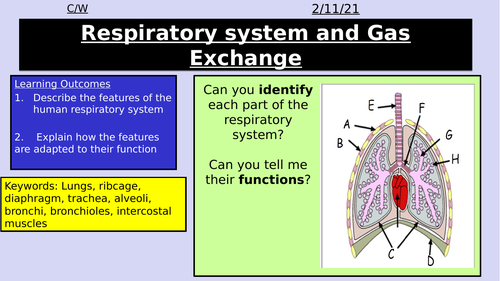 AQA GCSE Respiratory system and gas exchange | Teaching Resources