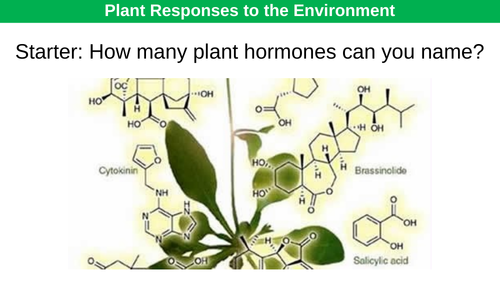 Plant Responses: Investigating Tropisms | Teaching Resources