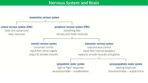 Animal Responses - Mammalian Nervous System and The Brain | Teaching ...
