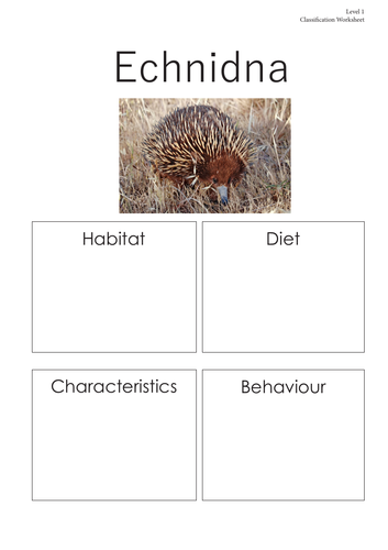 Echidna Information Text - Reading Comprehension | Teaching Resources