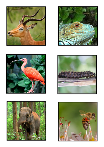 Animals Beginning With the Letter I | Teaching Resources