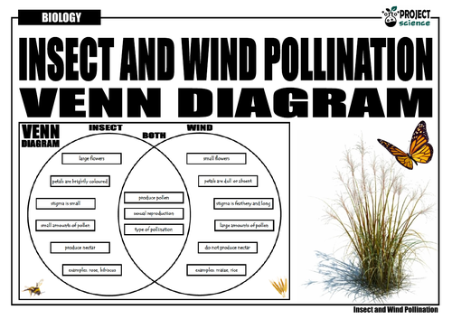 Wind Pollination Diagram