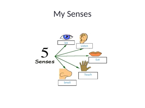 "My 5 Senses" Vocabulary PPT for ESL Learners Grade 3-4 | Teaching ...