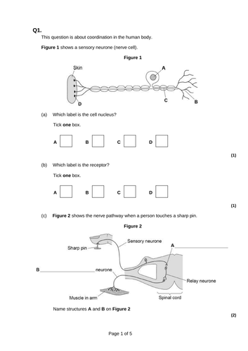 The nervous system | Teaching Resources