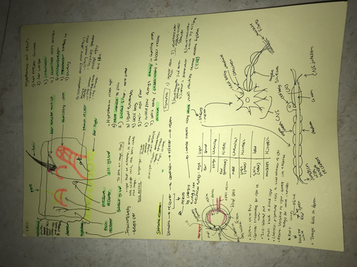 Animal Physiology Biology IGCSE Edexcel | Teaching Resources