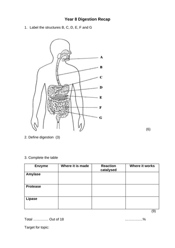 AQA GCSE Digestion | Teaching Resources