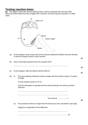 AQA GCSE Nervous System | Teaching Resources AQA GCSE Nervous System | Teaching Resources