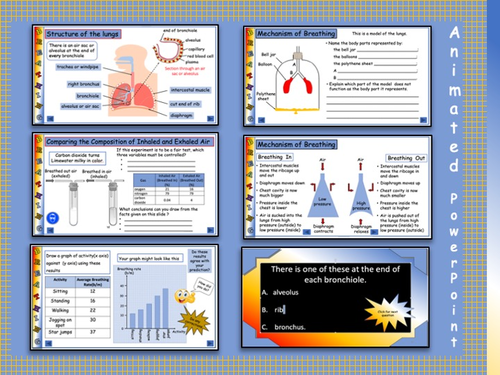 Breathing and the Respiratory System Explained - Distance Learning and ...