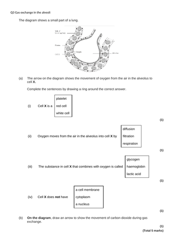 Gas exchange revision - KS3 4/16 | Teaching Resources
