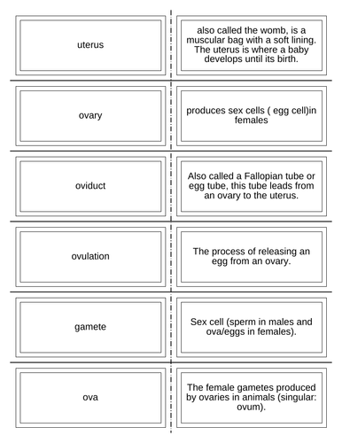 human reproductive system /flash card year 8 | Teaching Resources