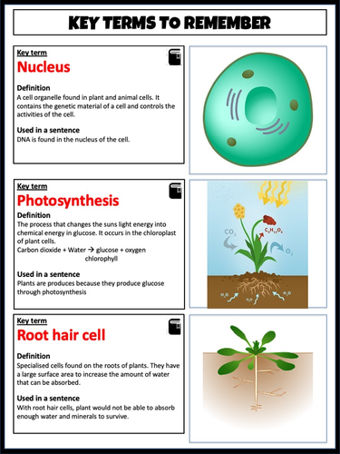 Photosynthesis Key terms Booklet | Teaching Resources