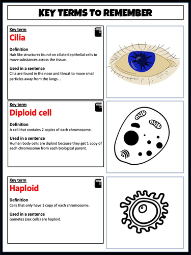 Photosynthesis Key terms Booklet | Teaching Resources