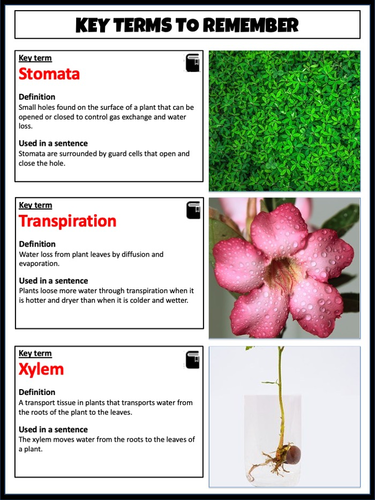 Photosynthesis Key terms Booklet | Teaching Resources