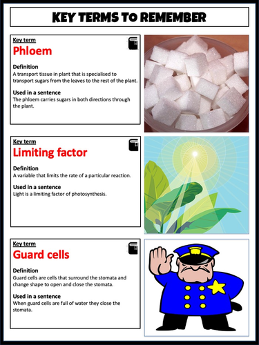 Photosynthesis Key terms Booklet | Teaching Resources