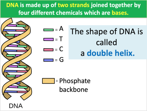 DNA | Teaching Resources