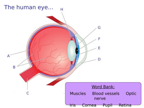 The Human Eye | Teaching Resources