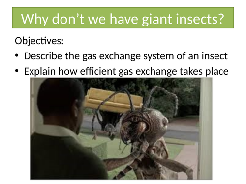 Gas exchange in insects | Teaching Resources