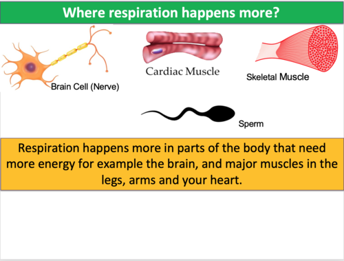 Aerobic Respiration (AQA KS3) | Teaching Resources