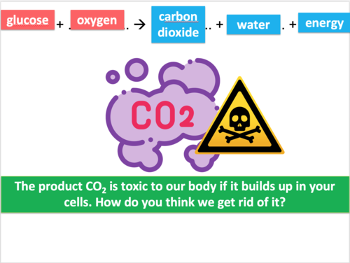 Aerobic Respiration (AQA KS3) | Teaching Resources