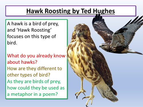 Hawk Roosting by Ted Hughes | Teaching Resources