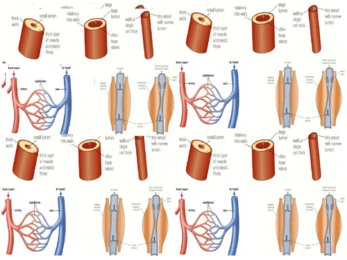 AQA GCSE Biology (9-1) B4.2 The blood vessels - FULL LESSON | Teaching ...