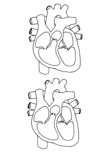 AQA GCSE Biology (9-1) B4.3 The heart - FULL LESSON | Teaching Resources