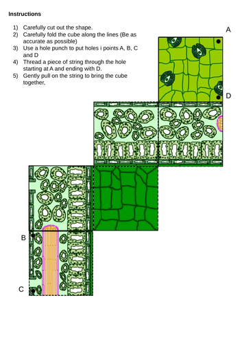AQA GCSE Biology (9-1) B4.6 Tissues and organs in plants - FULL LESSON ...
