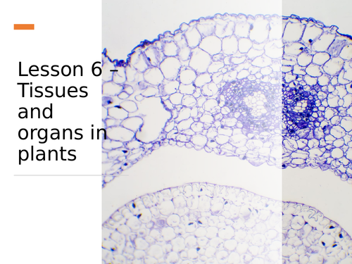 AQA GCSE Biology (9-1) B4.6 Tissues and organs in plants - FULL LESSON ...