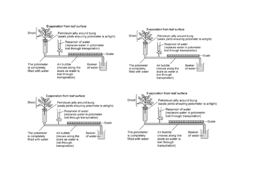 AQA GCSE Biology (9-1) B4.9 Factors affecting transpiration - FULL ...