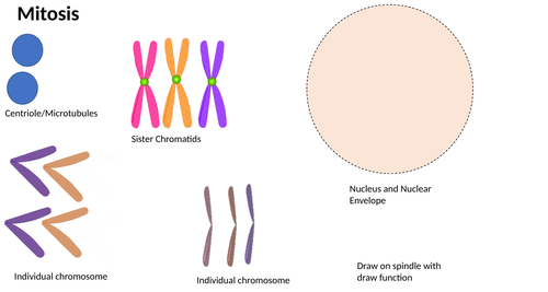 A Level Biology - Mitosis Drag and Drop | Teaching Resources A Level Biology - Mitosis Drag and Drop | Teaching Resources